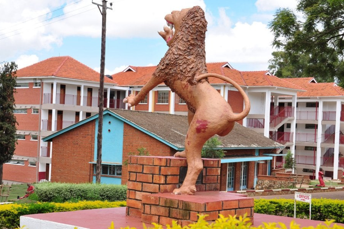 Budo Junior Online School